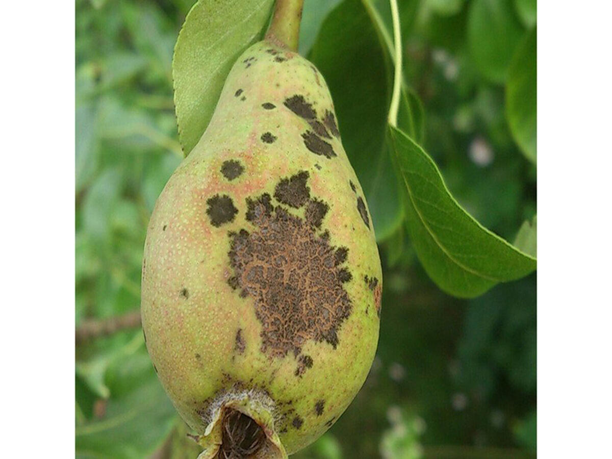 CUM PROTEJAM DE BOLI MARUL DE TOAMNA!