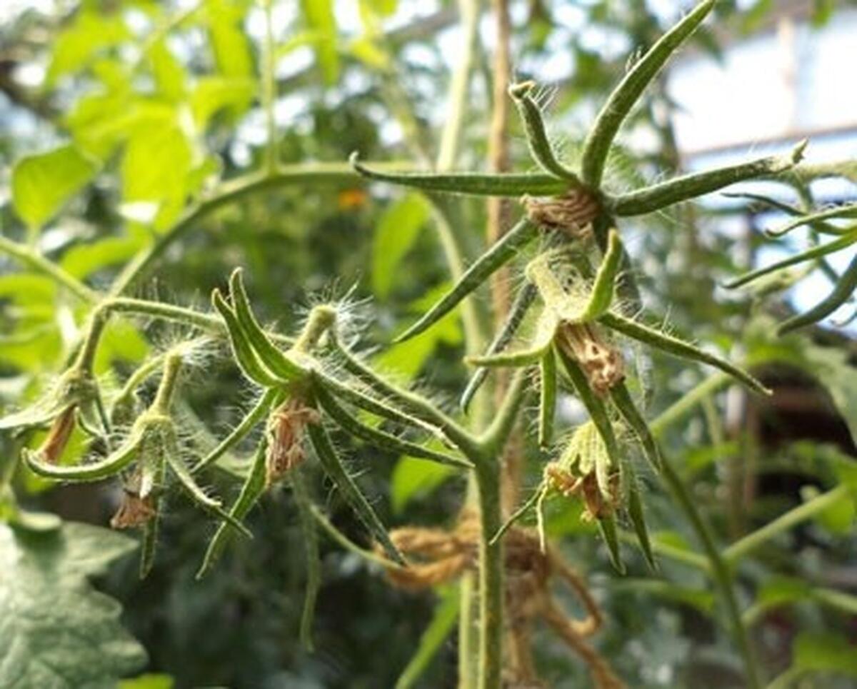 CADEREA SI AVORTAREA FLORILOR LA LEGUME ! CE TRATAMENTE EFICIENTE ...