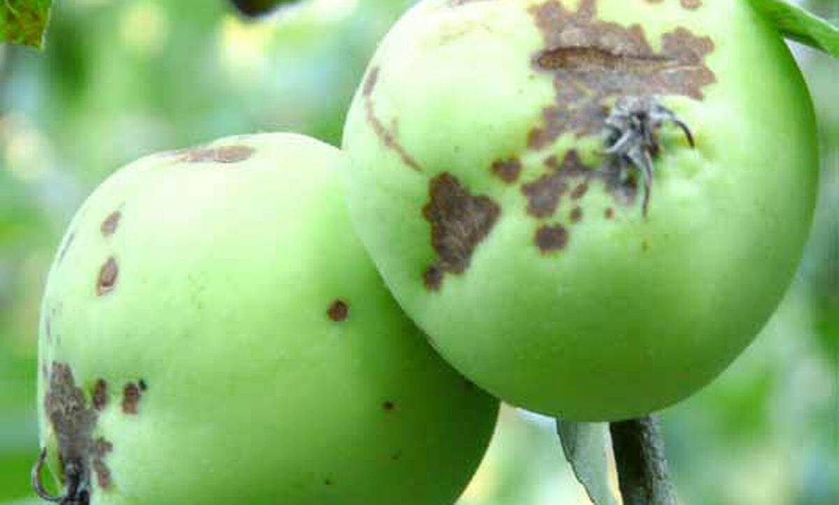 POMI FRUCTIFERI – SEMINTOASE . PREVENIREA SI COMBATEREA BOLILOR SI ...