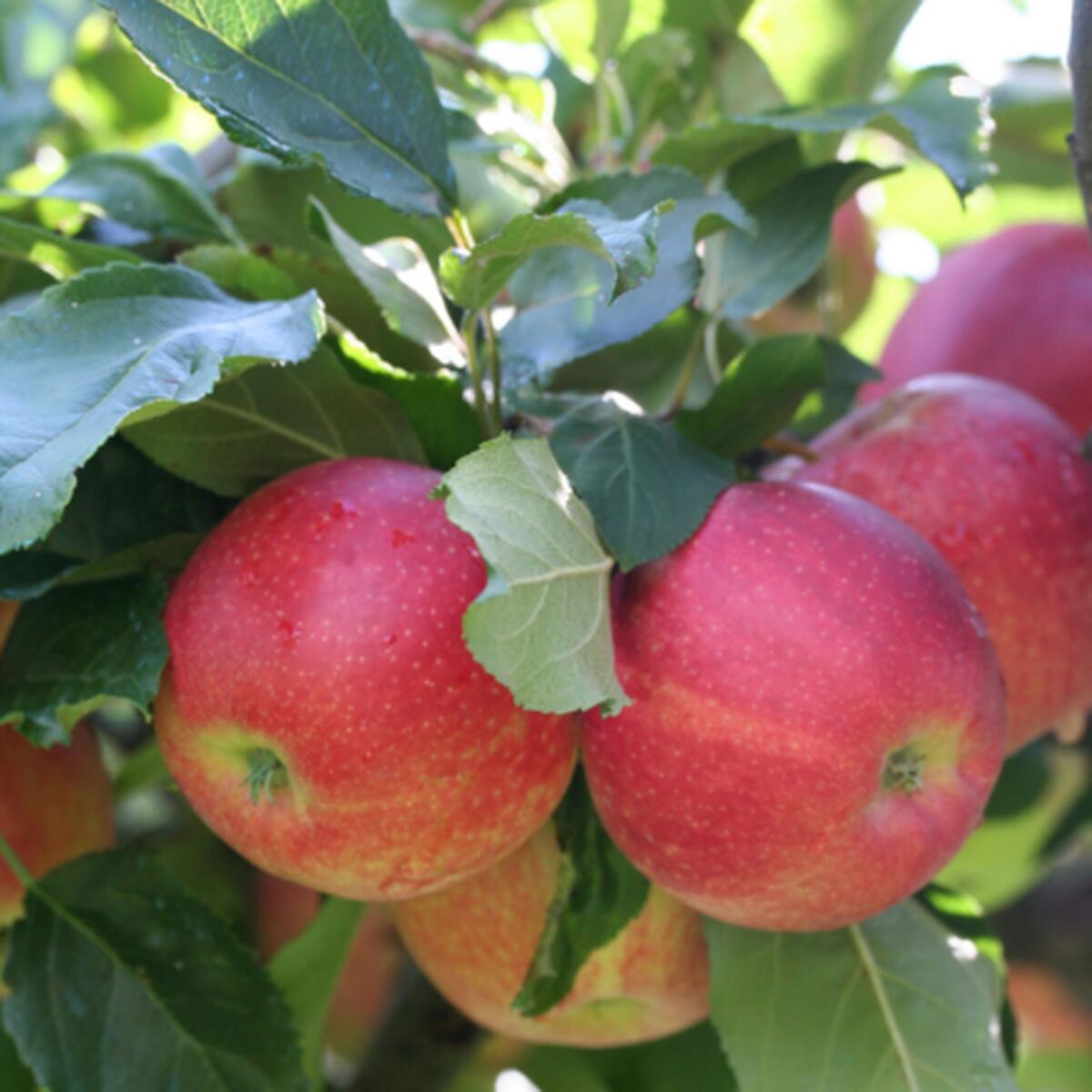 POMI FRUCTIFERI – SEMINTOASE . PREVENIREA SI COMBATEREA BOLILOR SI ...