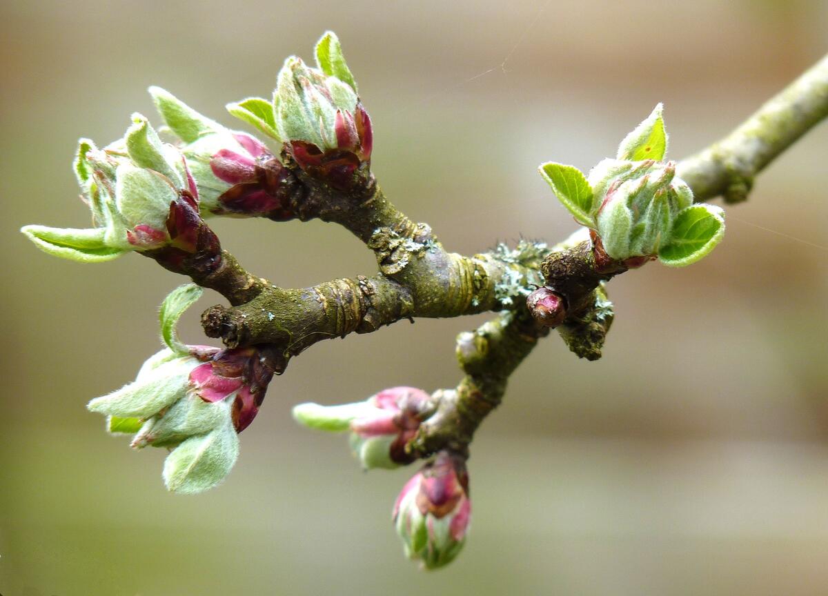 AU INMUGURIT POMII FRUCTIFERI ! ESTE MOMENTUL OPTIM PENTRU TRATAMENTUL ...