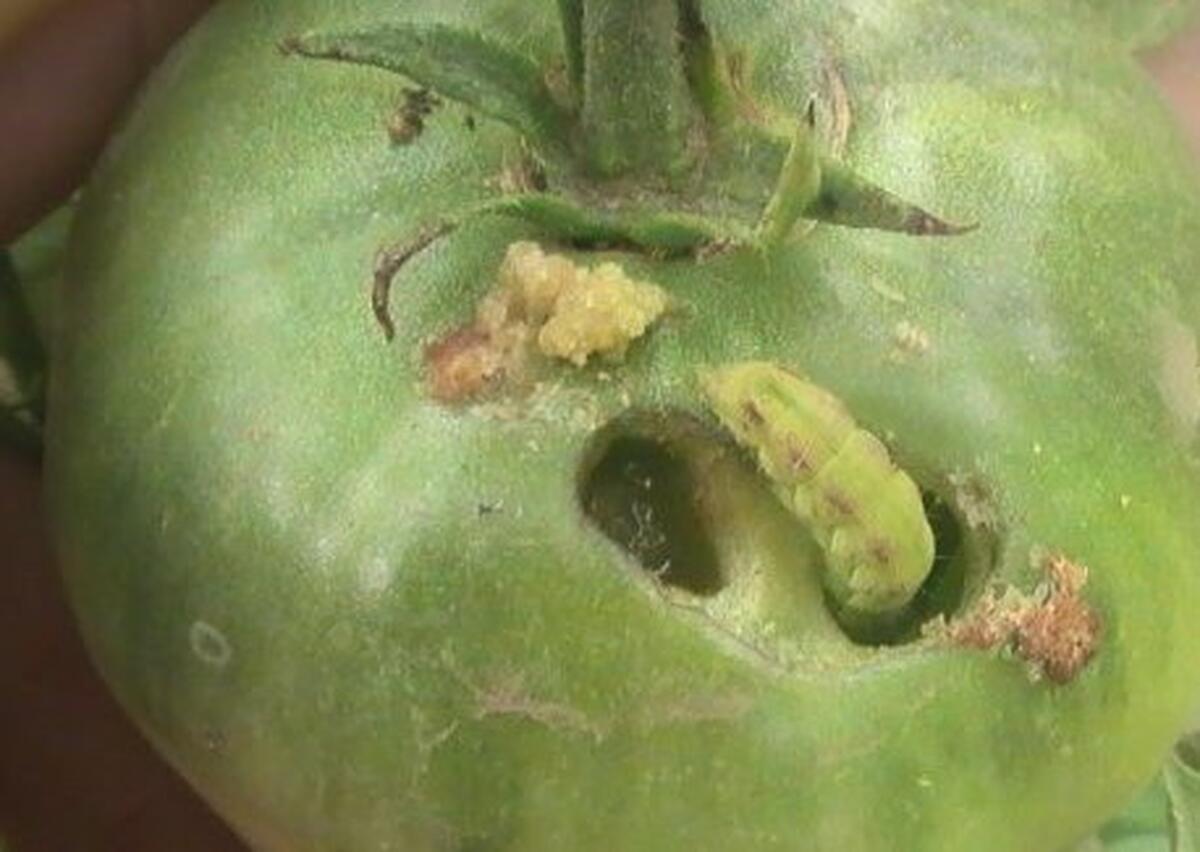 DAUNATORUL PERICULOS CARE NE ATACA LEGUMELE SI LE STRICA ! OMIDA ...