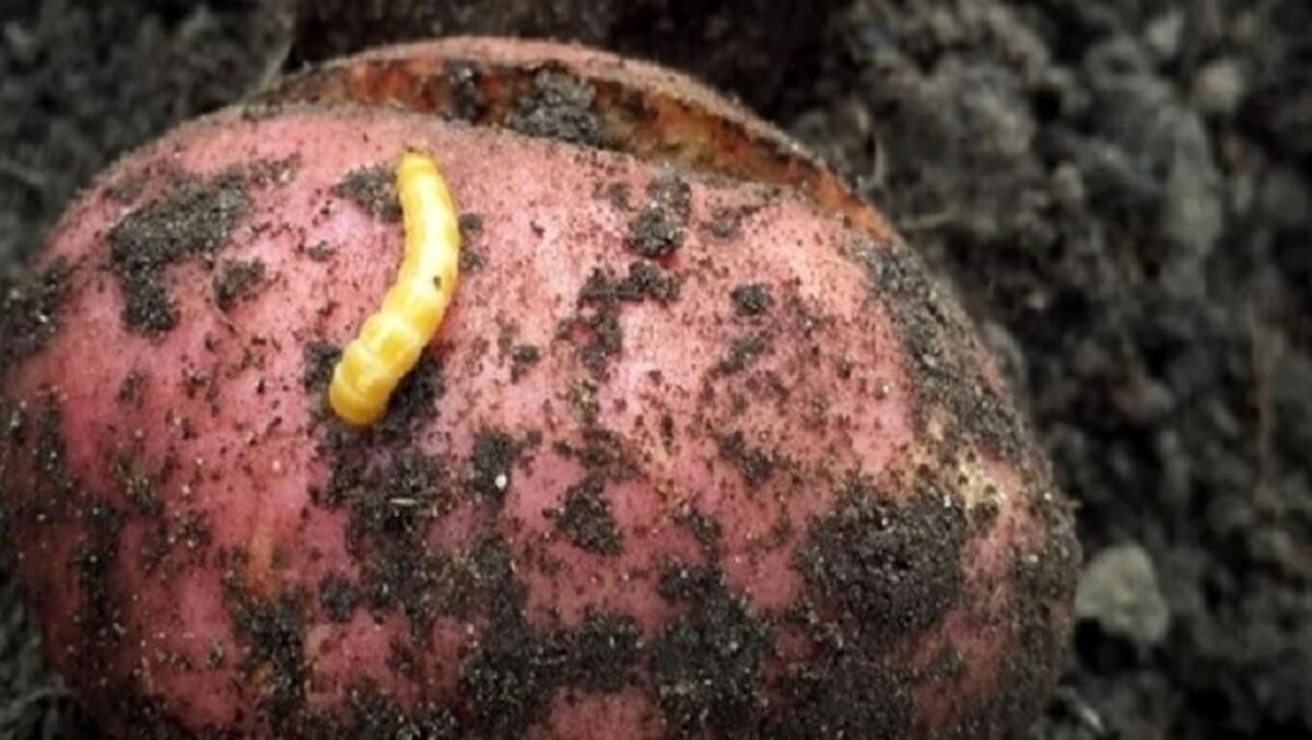 INAINTE DE PLANTARE MARE ATENTIE LA DAUNATORII PERICULOSI DIN SOL ...