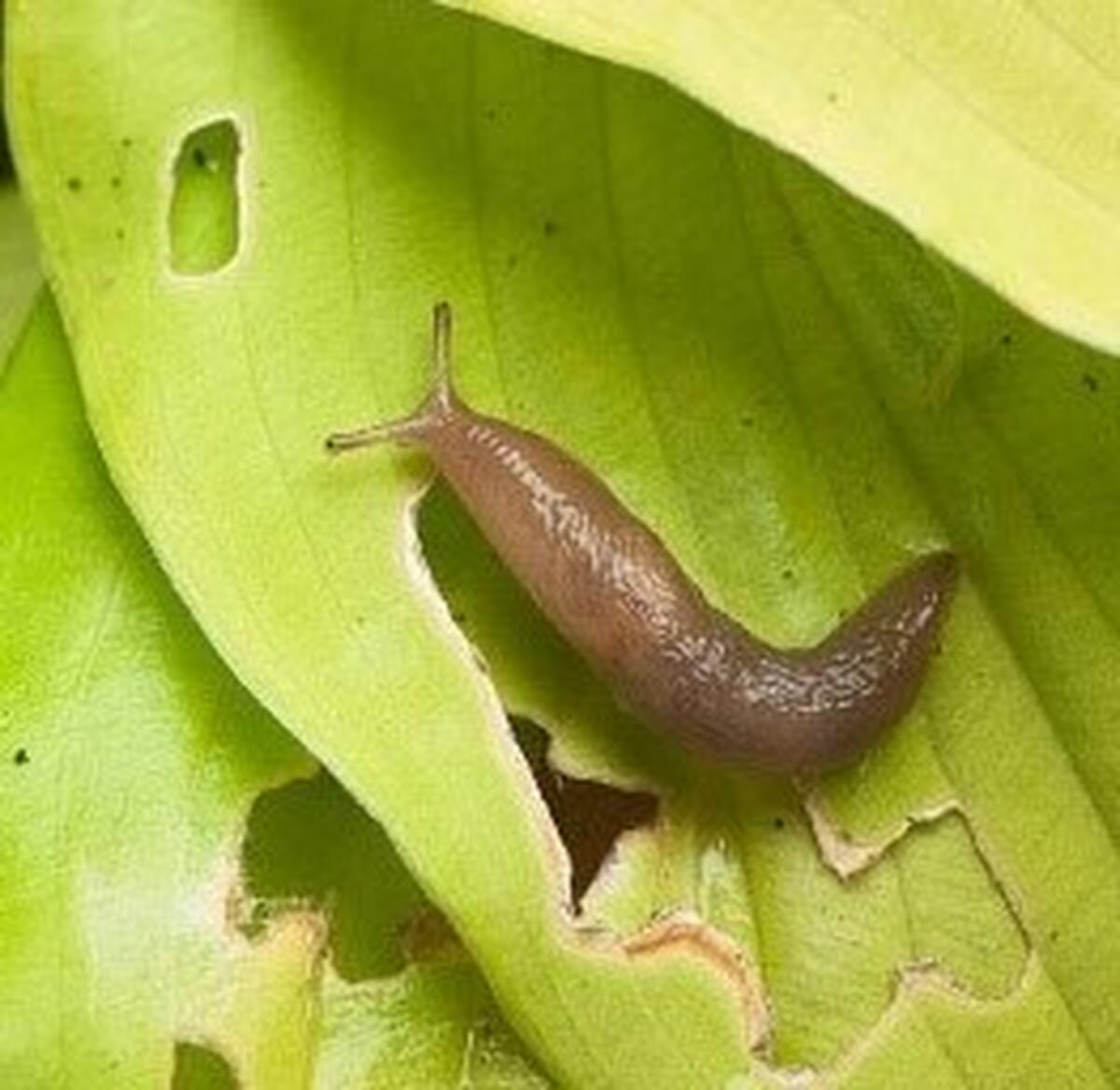 DAUNATORUL CARE ATACA TOATE CULTURILE - TRATAMENTE EFICIENTE