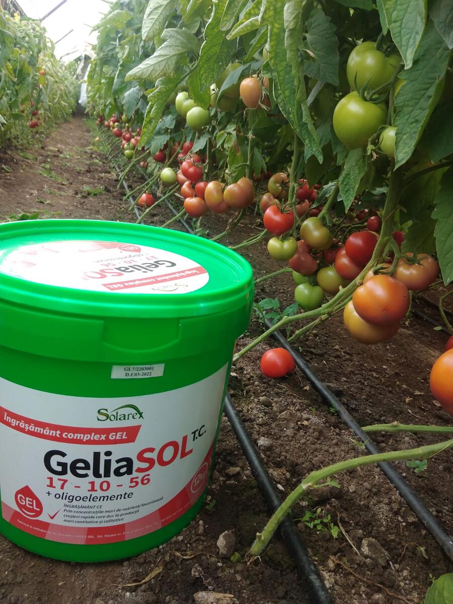 FERTILIZAREA RADICULARA - OBTINEREA DE PRODUCTII MARI IN LEGUMICULTURA