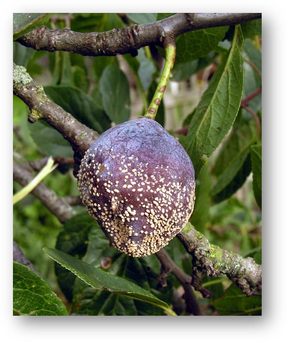 POMI FRUCTIFERI – SAMBUROASE. PREVENIREA SI COMBATEREA BOLILOR SI ...