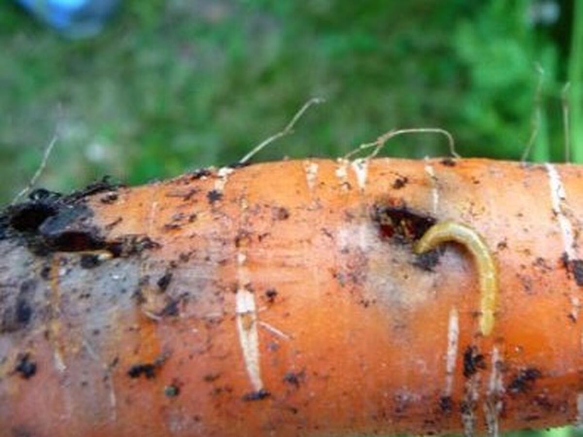 INAINTE DE PLANTARE MARE ATENTIE LA DAUNATORII PERICULOSI DIN SOL ...