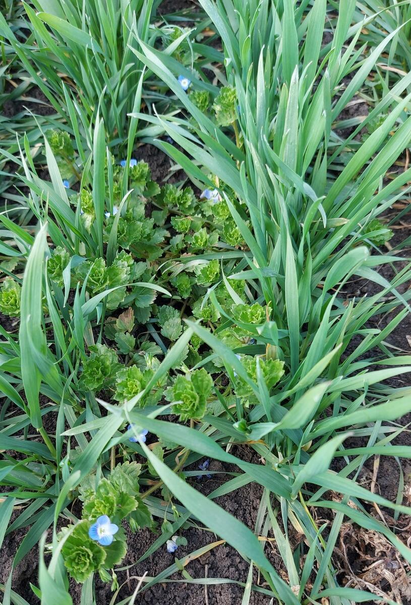 CULTURA DE GRAU – ERBICIDARE , COMBATERE BOLI SI FERTILIZARE – UN ...