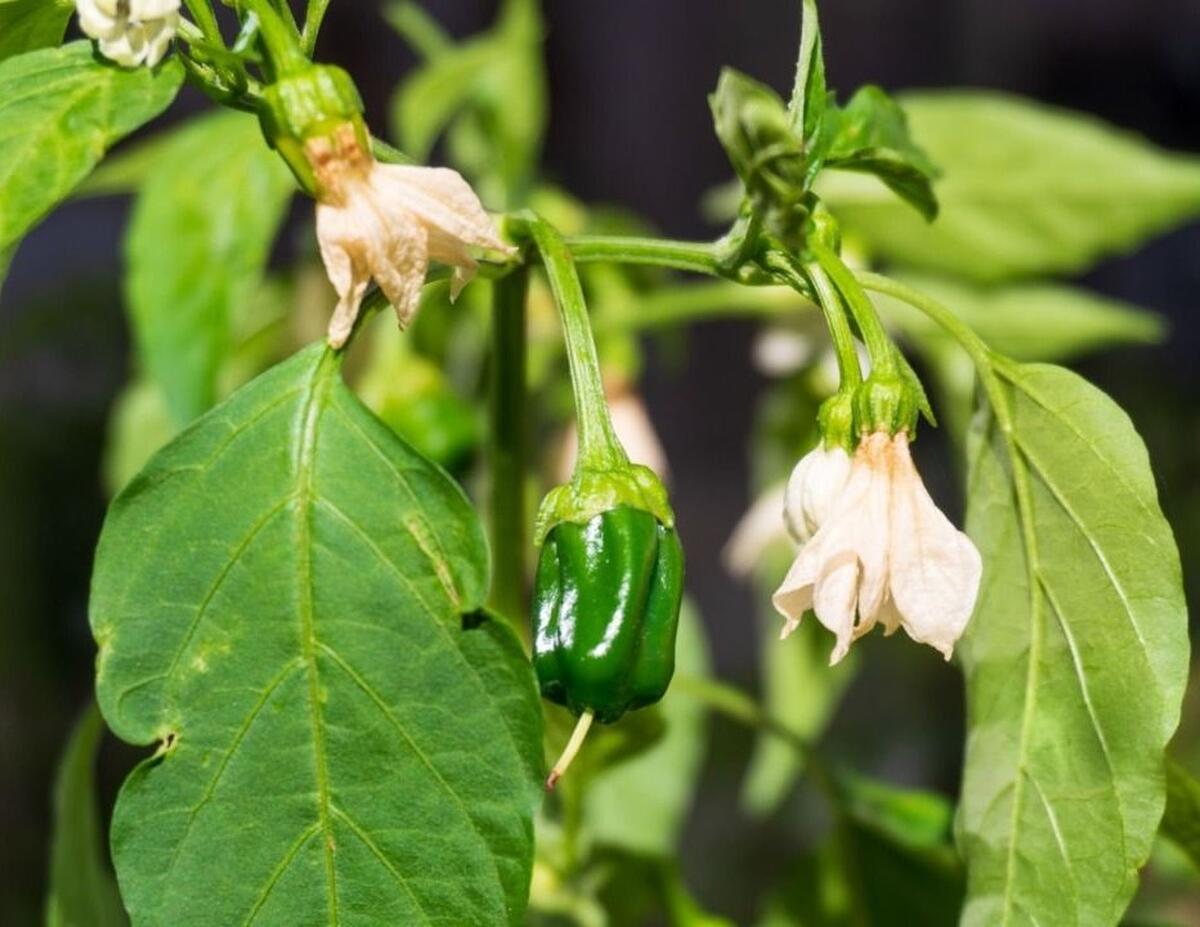 CADEREA SI AVORTAREA FLORILOR LA LEGUME ! CE TRATAMENTE EFICIENTE ...