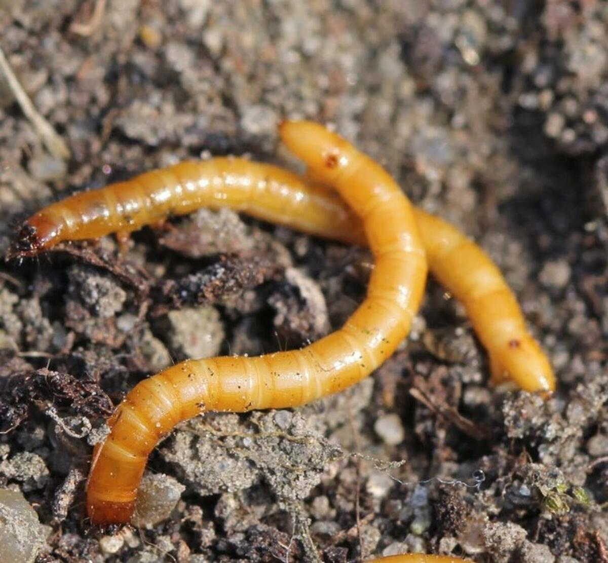 INAINTE DE PLANTARE MARE ATENTIE LA DAUNATORII PERICULOSI DIN SOL ...