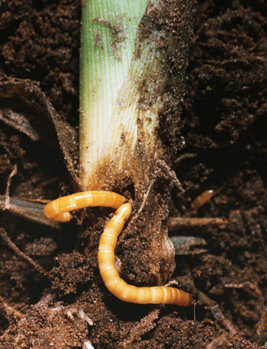 INAINTE DE PLANTARE MARE ATENTIE LA DAUNATORII PERICULOSI DIN SOL ...